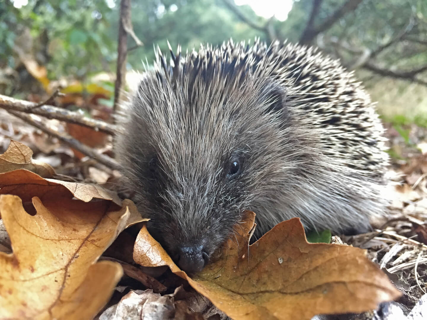 The History of Barnes Hedgehogs - Barnes Common Limited