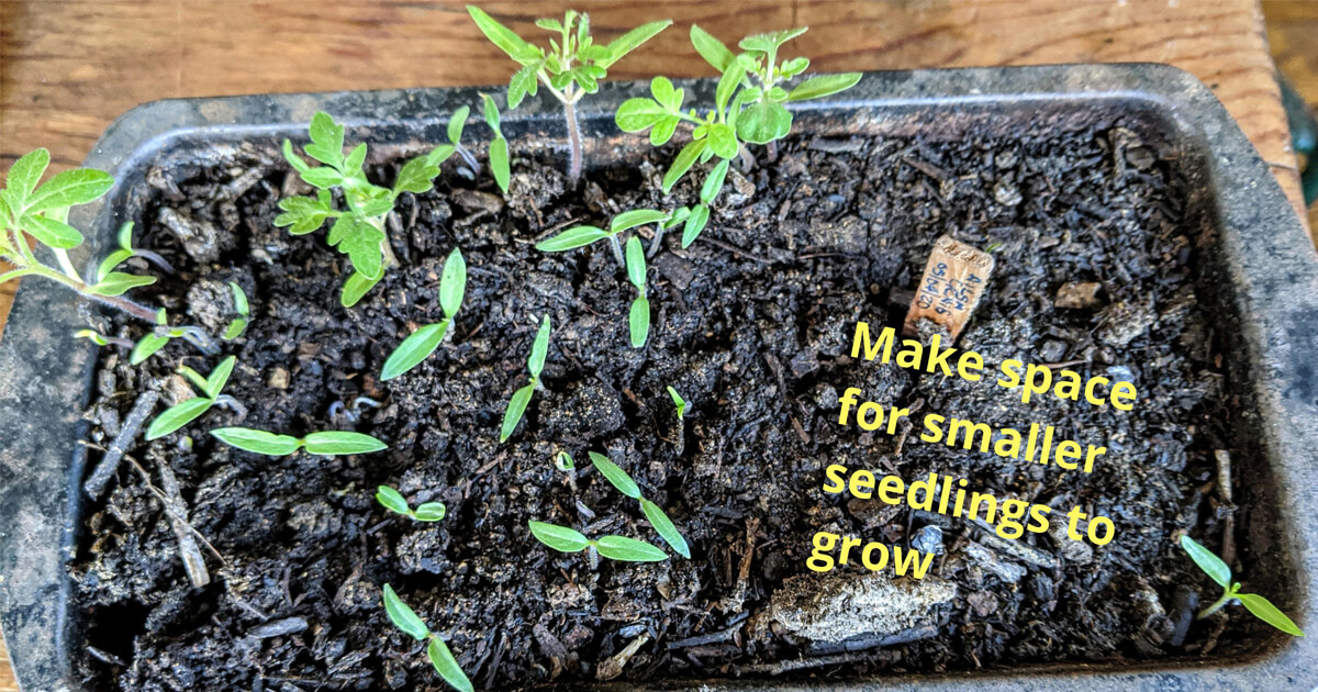 Window Sill Growing Part 4: The Final Frontier! - Barnes Common Limited