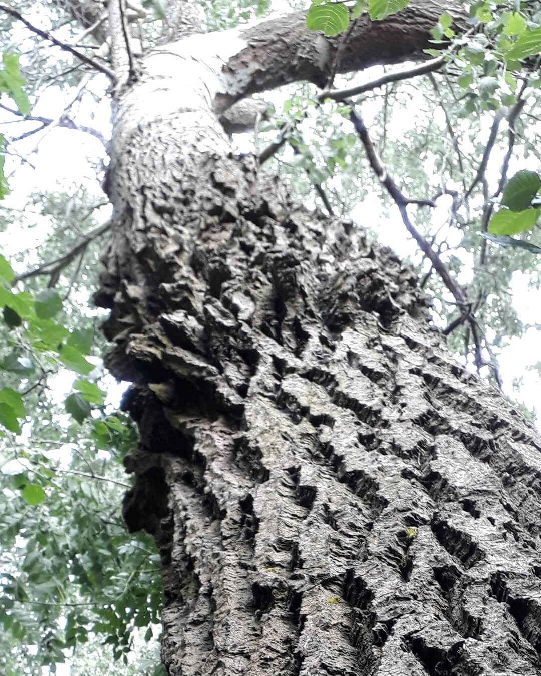 Trees on Barnes Common: Poplars - Barnes Common Limited