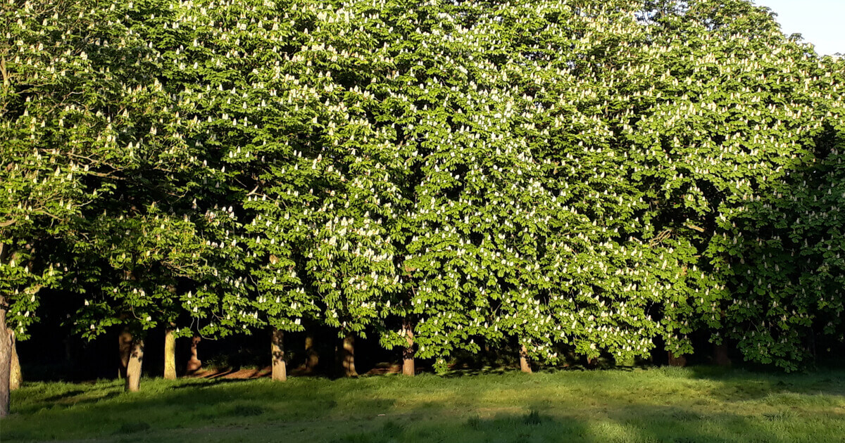 Trees on The Common: Chestnut - Barnes Common Limited