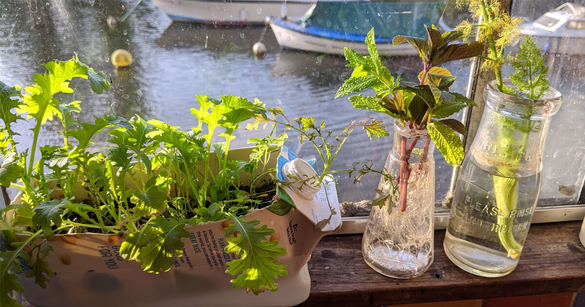 Window Sill Growing - how’s it going?! - Barnes Common Limited