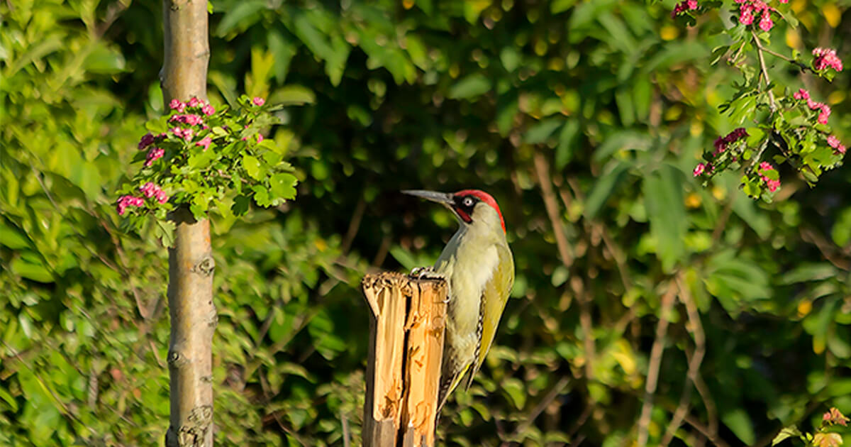Birds on the Common: Green Woodpecker - Barnes Common Limited