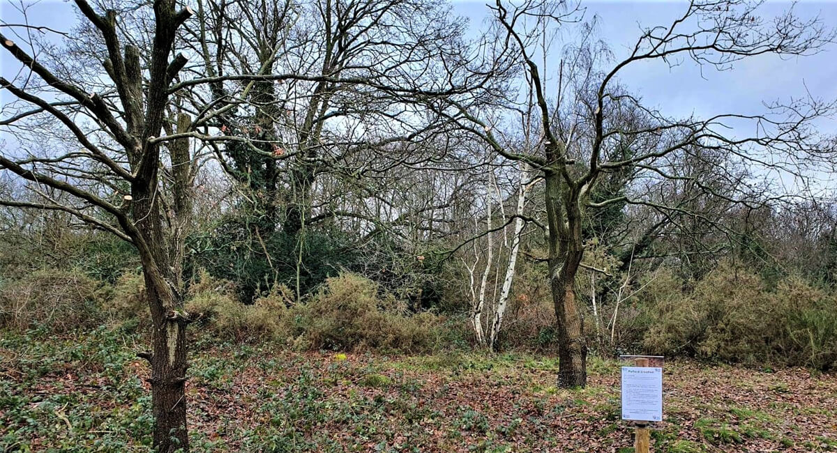 Pollarding - Barnes Common Limited