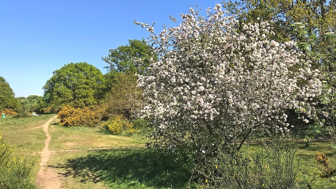 Recording Old Fruit Trees - Barnes Common Limited