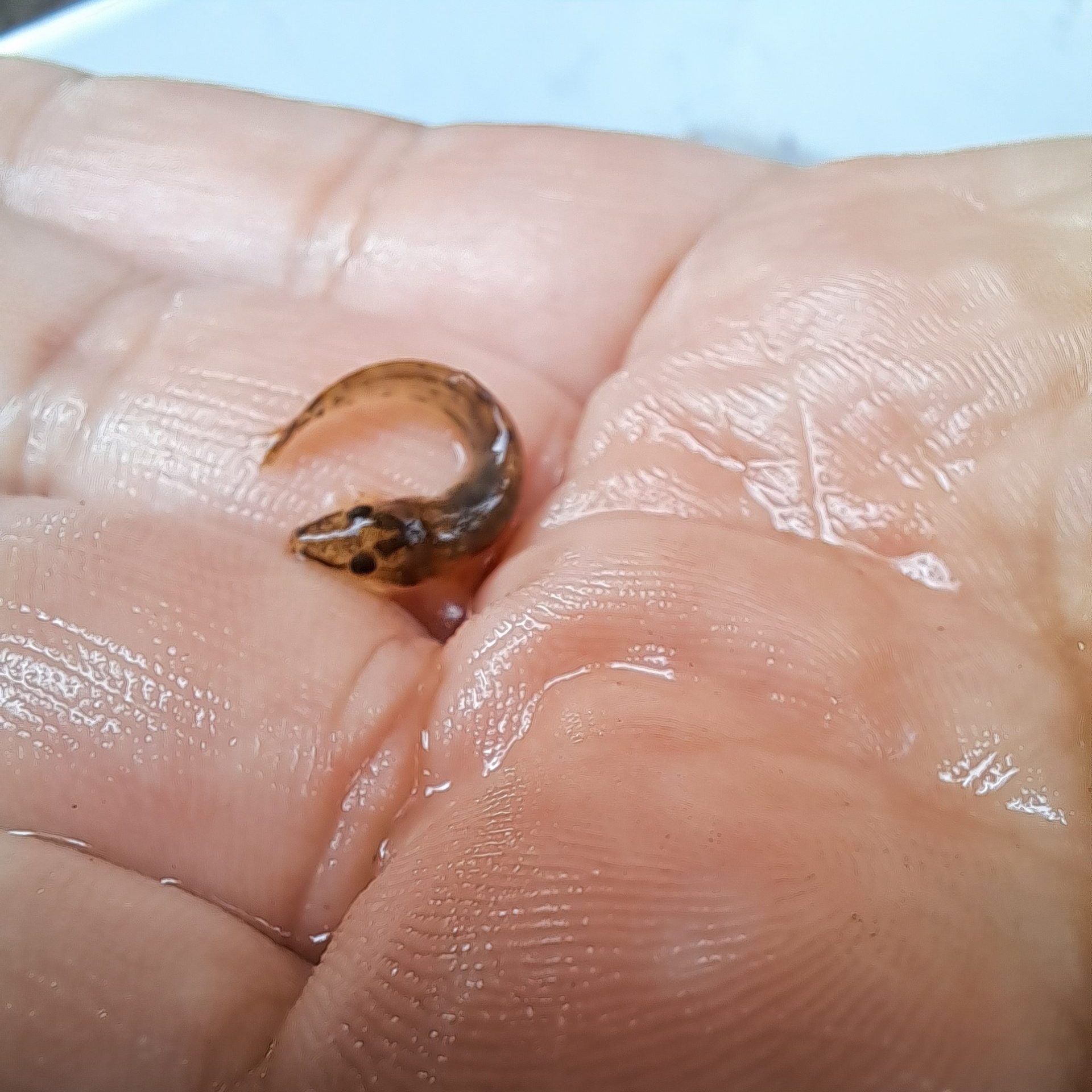 The Juvenile Fish Have Arrived - Barnes Common Limited