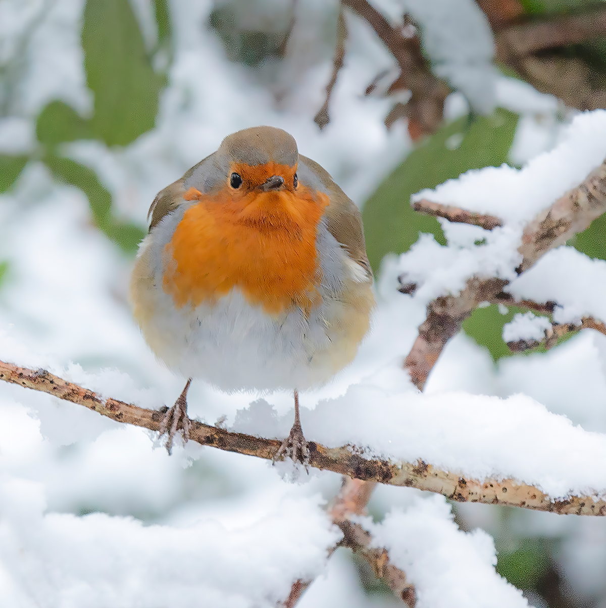 Picturing Winter on Barnes Common - Barnes Common Limited