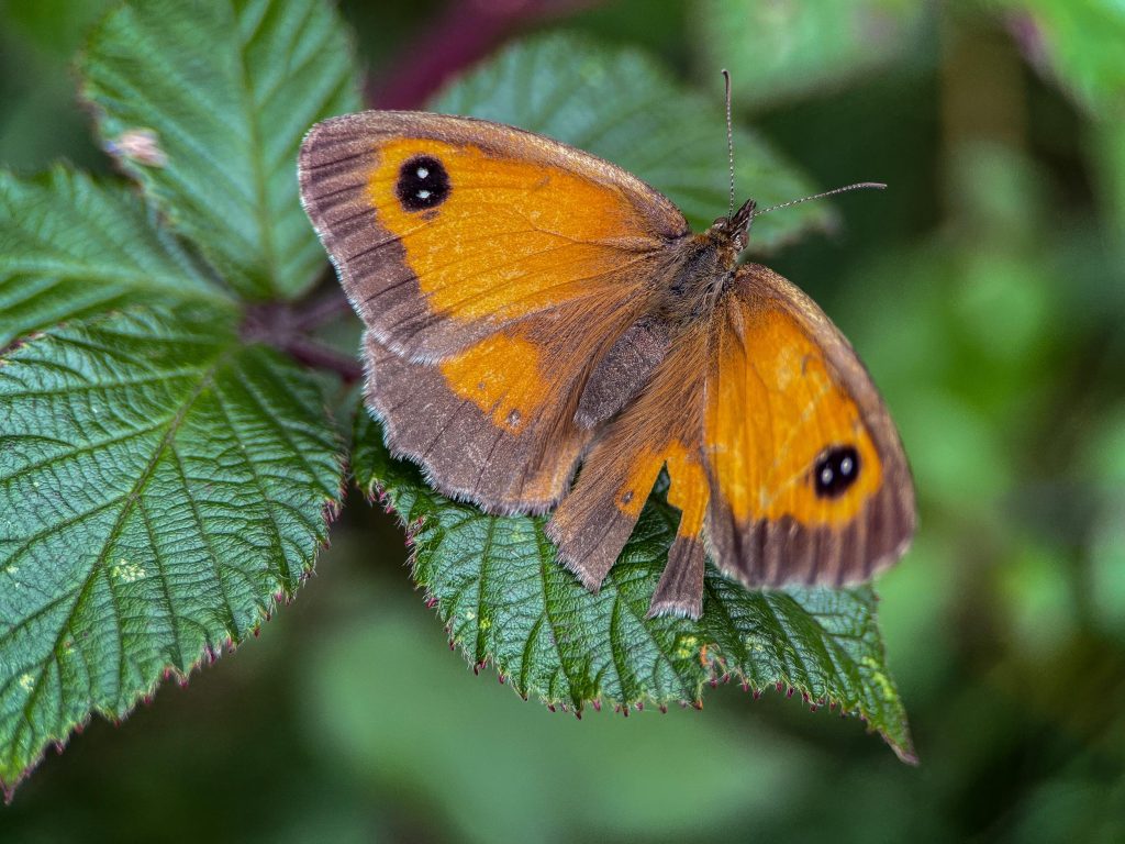 Where Have All The Butterflies Gone? - Barnes Common Limited
