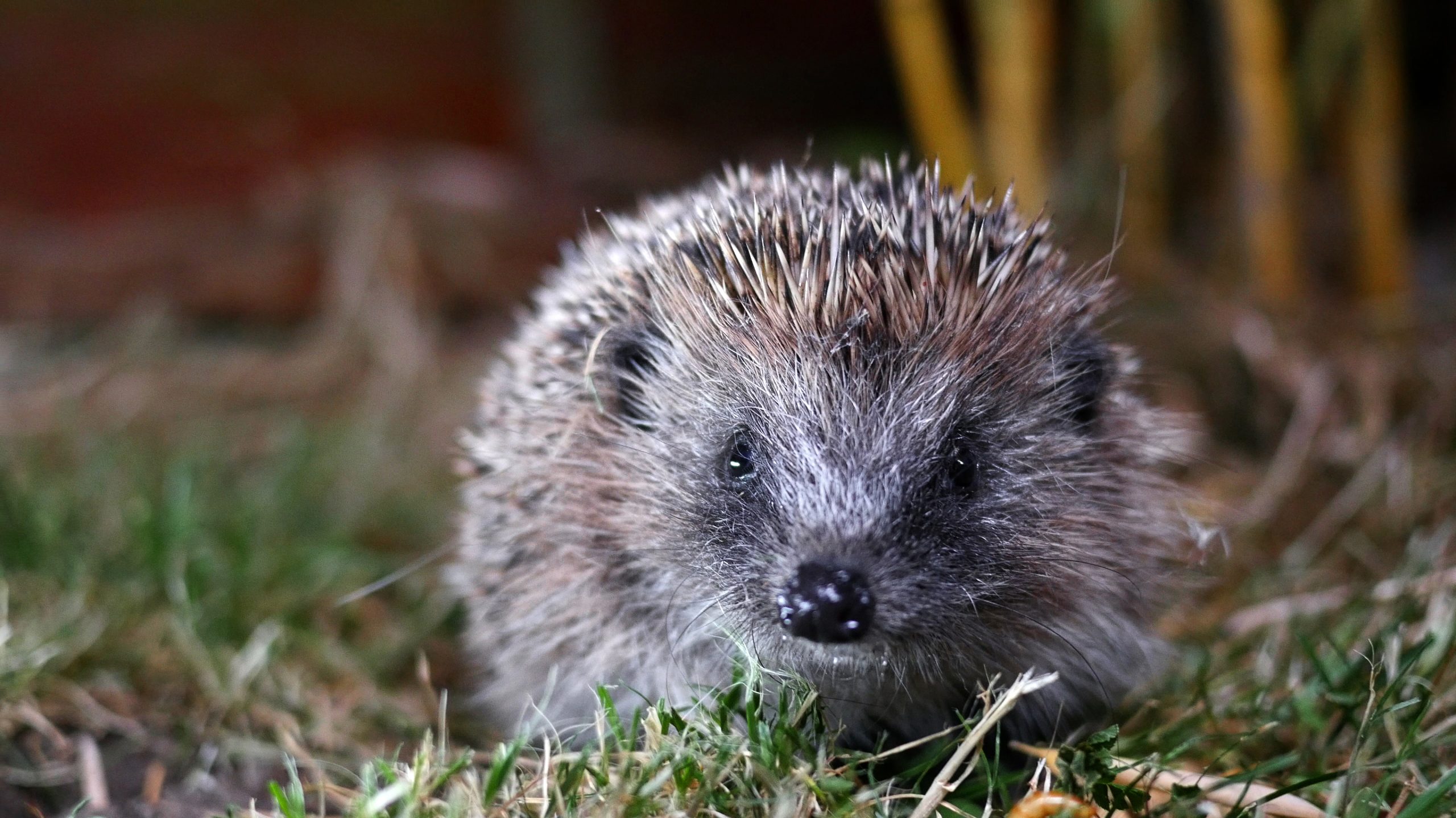 Call For Volunteer Hedgehog-Spotters - Barnes Common Limited