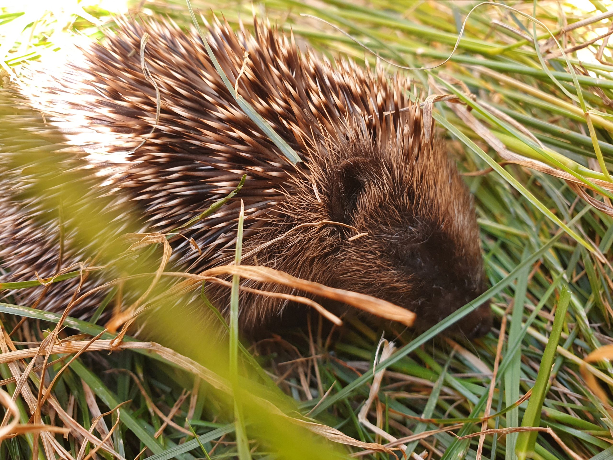 Remember, Remember - to Check for Hedgehogs! - Barnes Common Limited