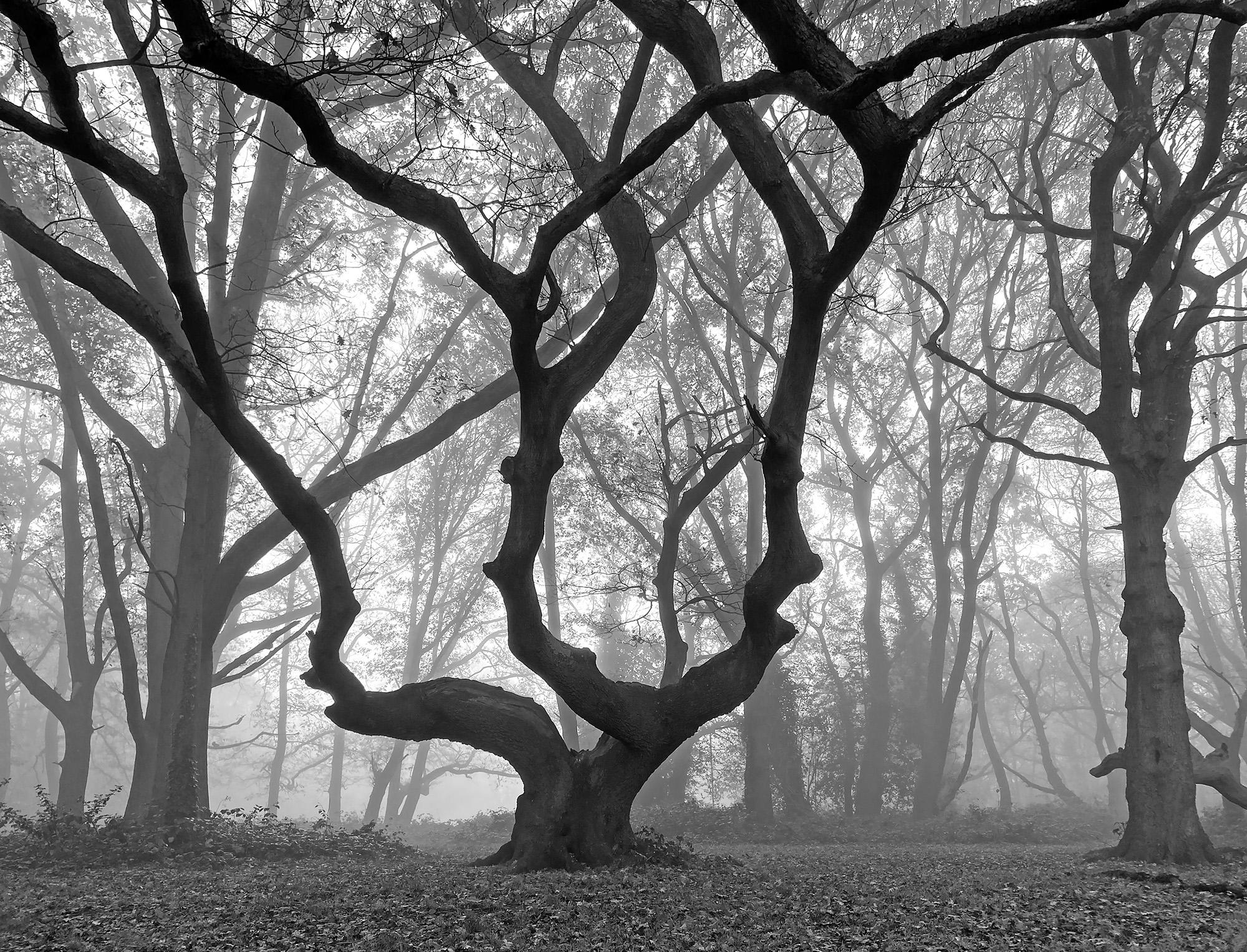 Winter Tree Walk on Barnes Common - Barnes Common Limited