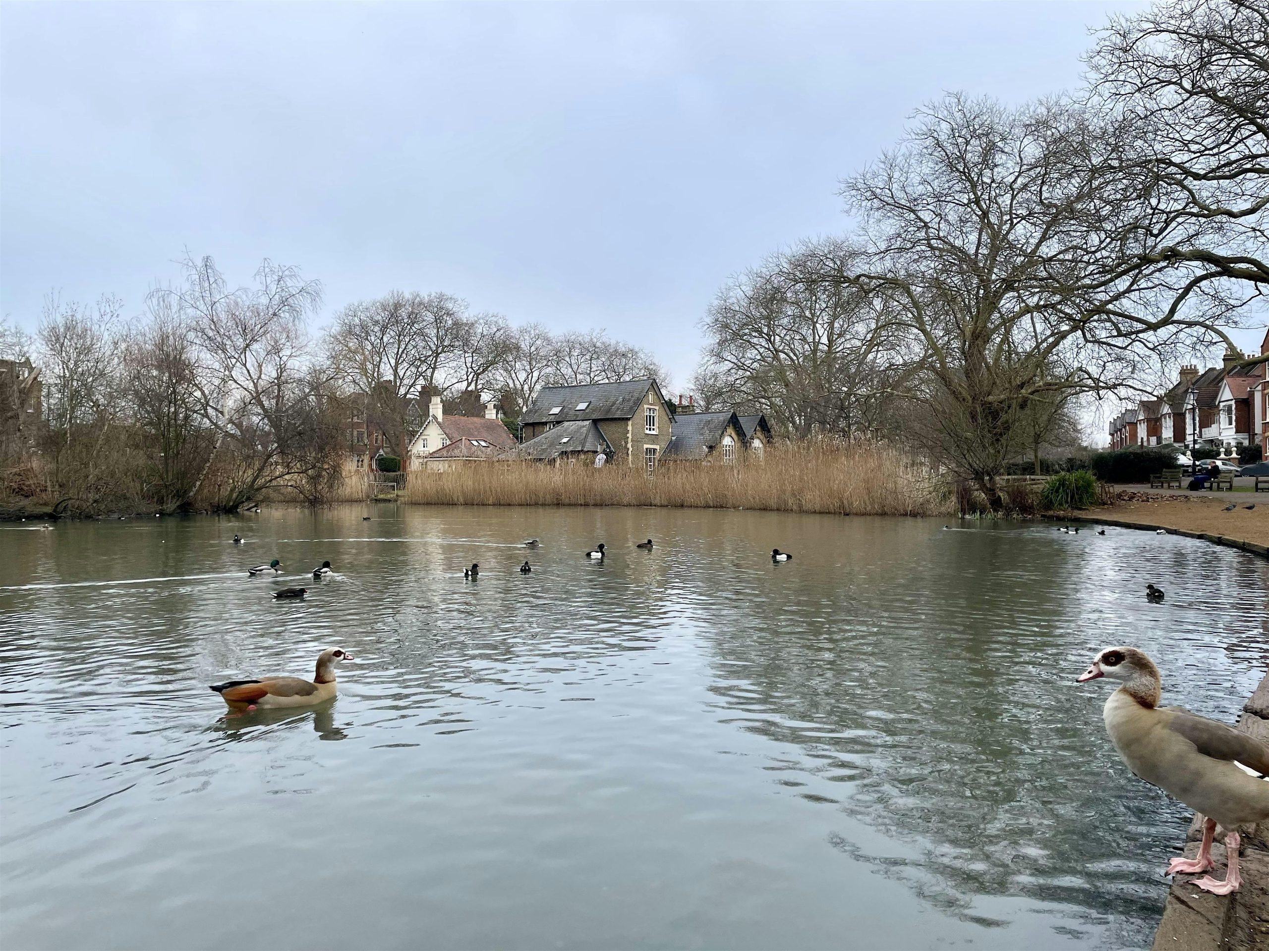 Local Nature Discovery Walk - Barnes Common Limited