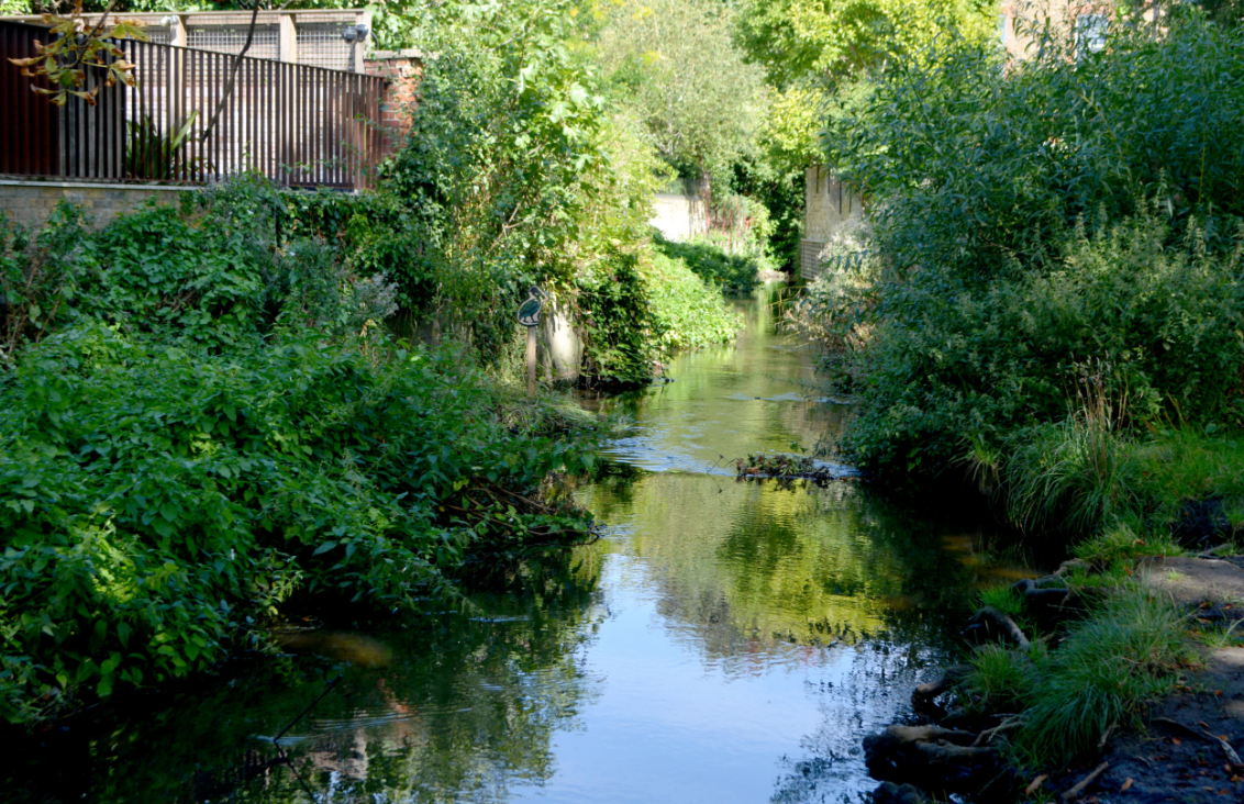Calm Water Café for London Rivers Week 2025 - Barnes Common Limited