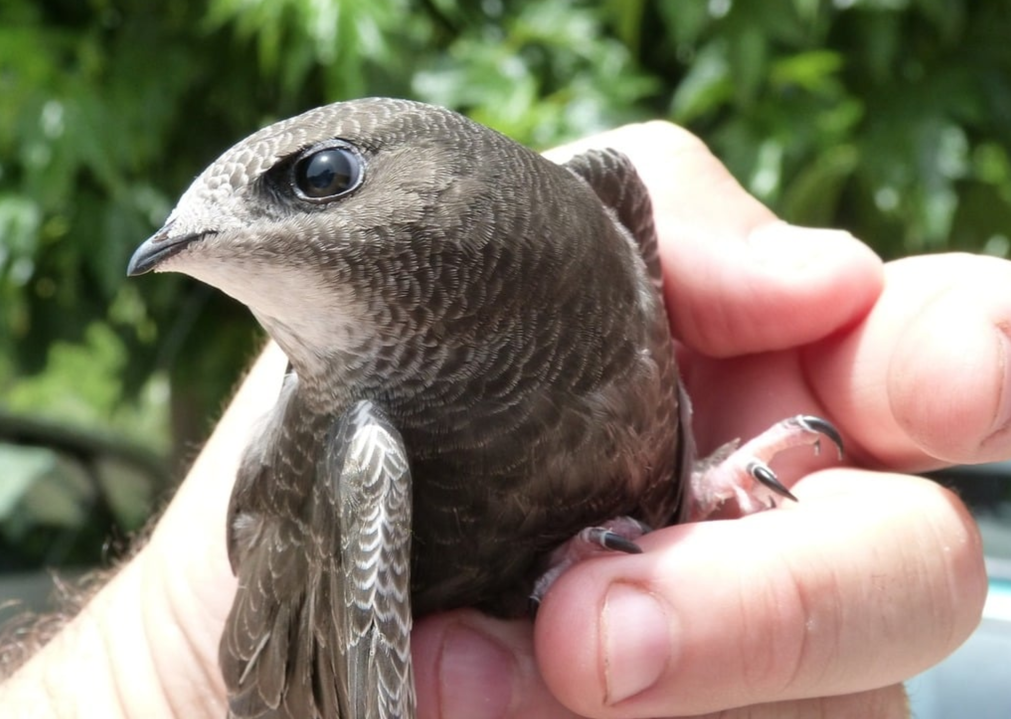 Swifts in Barnes Walk - Barnes Common Limited