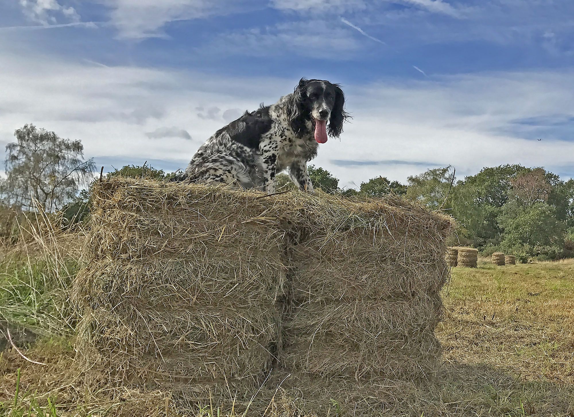 Dogs on Barnes Common - Barnes Common Limited