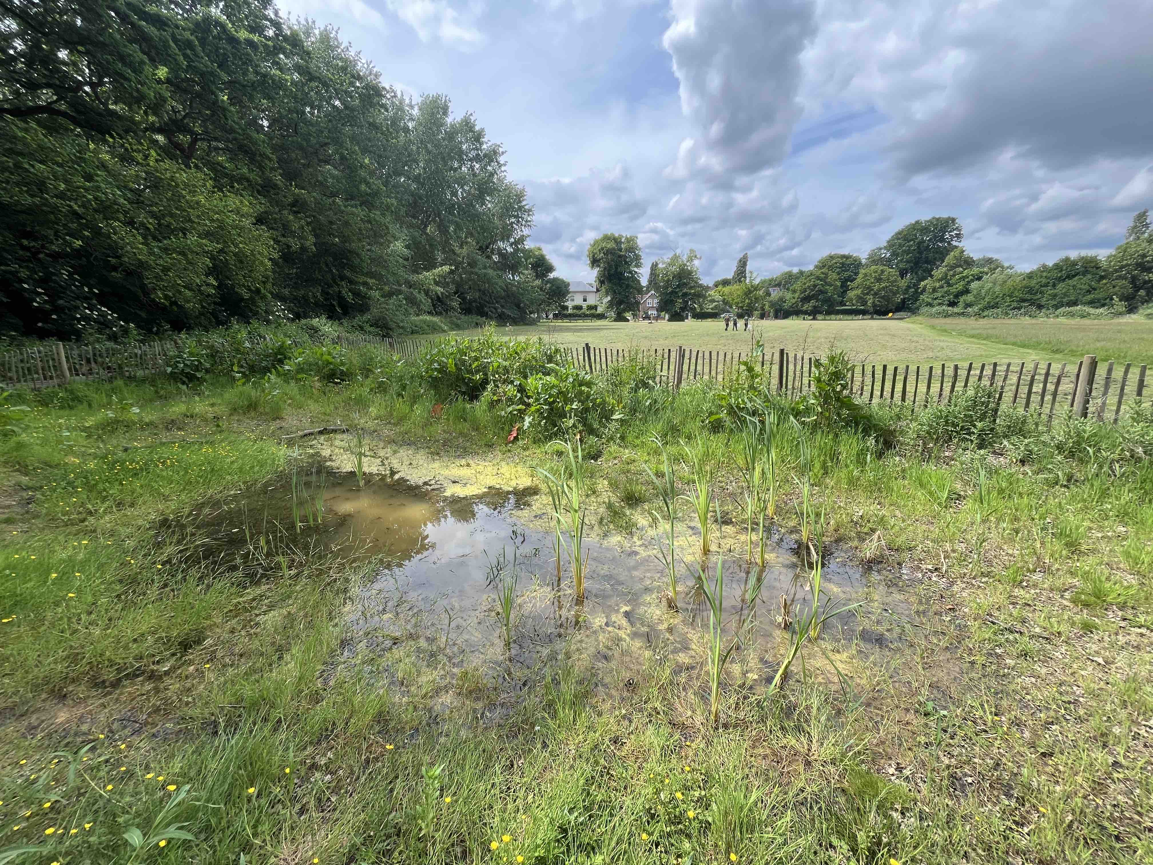 The Big Richmond Garden Pond Survey - Barnes Common Limited